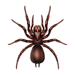 Our Services – EXO PEST SOLUTIONS